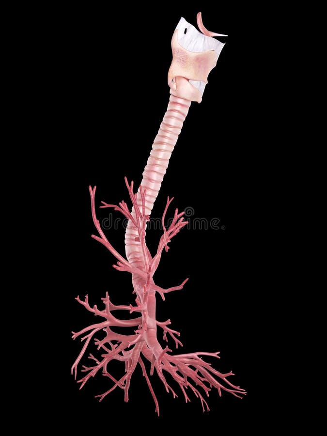 Les bronches humaines illustration stock. Illustration du trachée ...