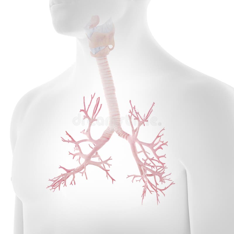 Anatomie Humaine De Bronches Illustration Stock - Illustration du ...