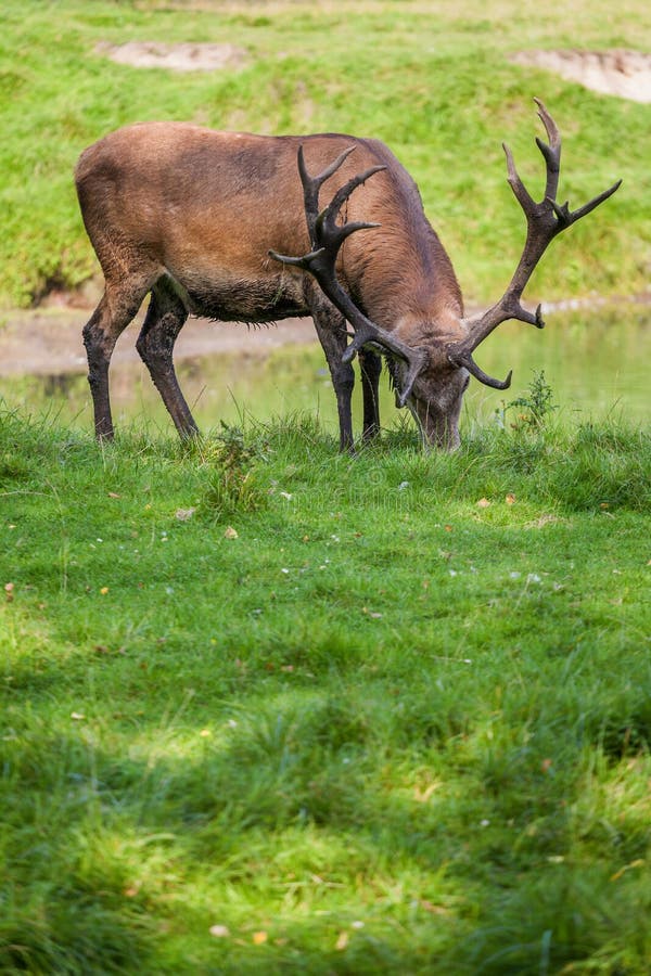Les Cerfs Communs Rouges - Elaphus De Cervus. Photo stock - Image du ...