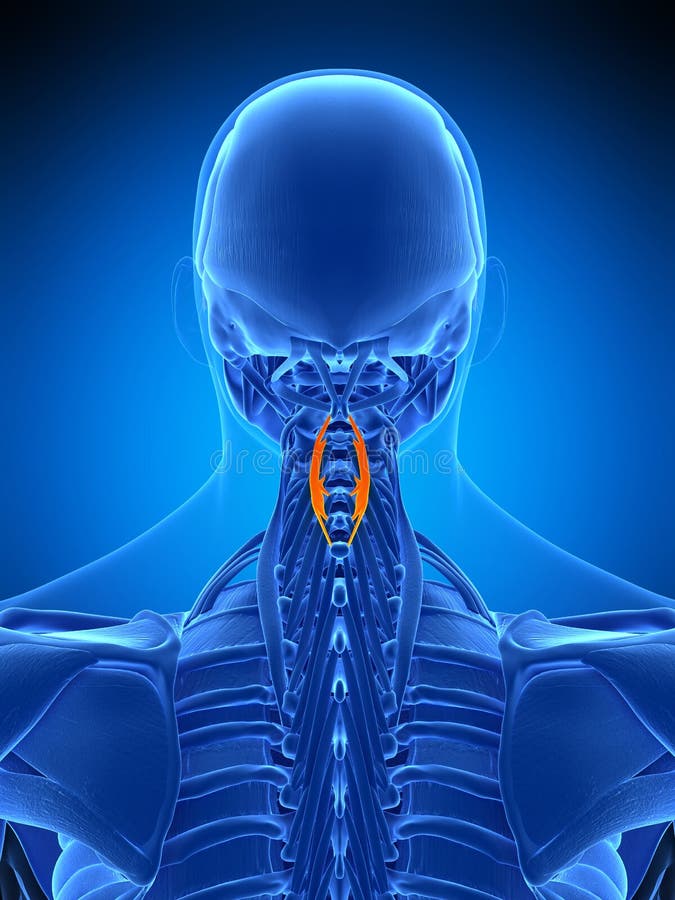 Les cervicis de spinalis illustration stock. Illustration du anatomie ...