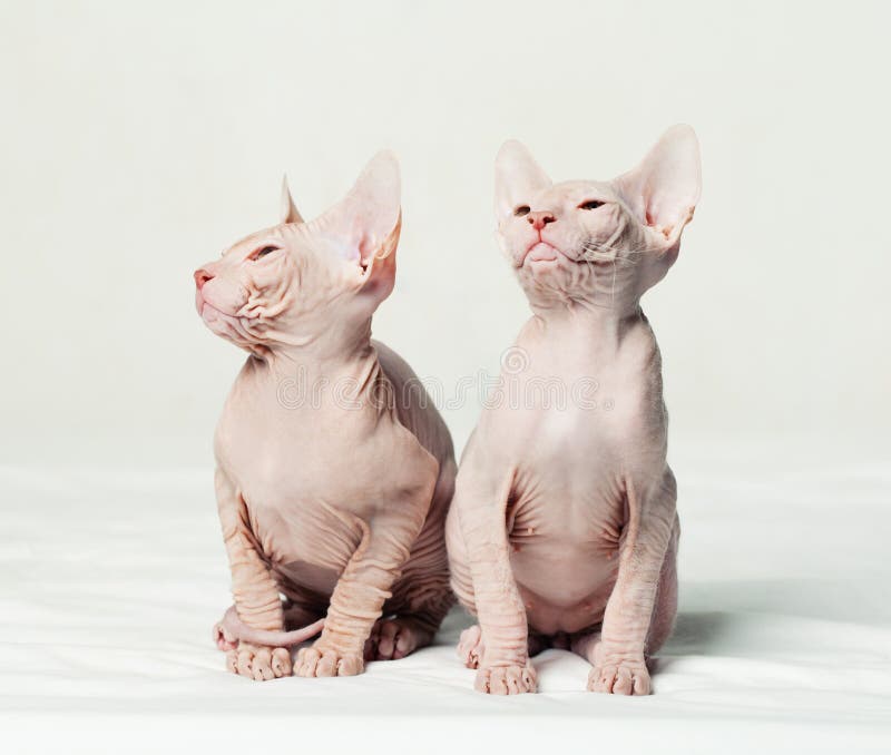 Les Chatons Mignons Mettent Le Sphynx Chat Chauve Image stock - Image ...