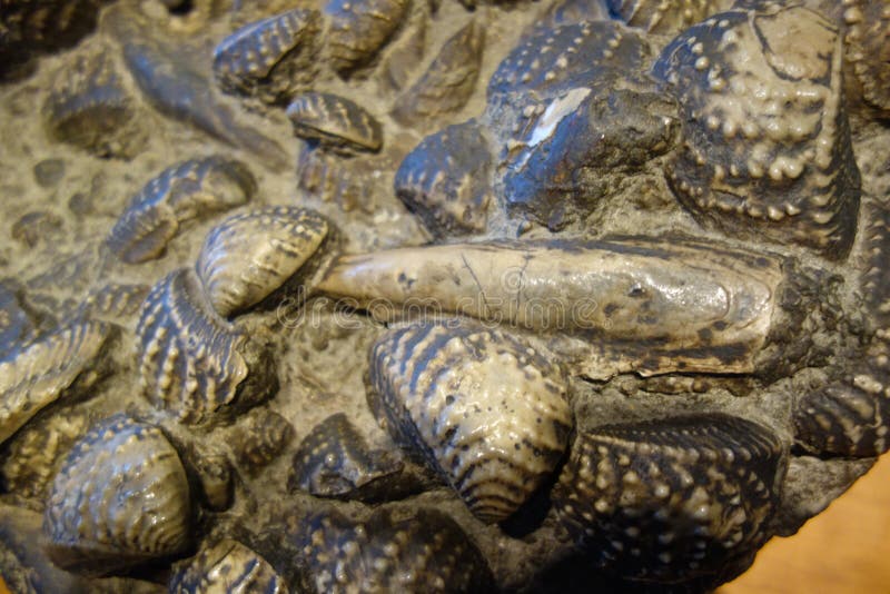 Les Coquilles Fossiles En Roche Photo stock - Image du géologie, coques ...
