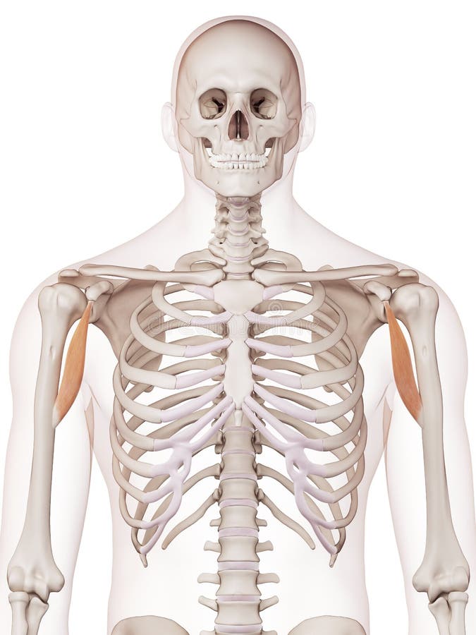 Muscle Coracobrachial Les Muscles Profonds Du Bras Image Sur Fond Noir ...