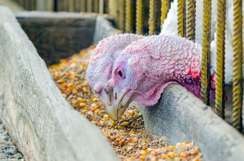 Les Dindes Mangent Du Grain Dans Une Ferme Avicole Image stock - Image ...