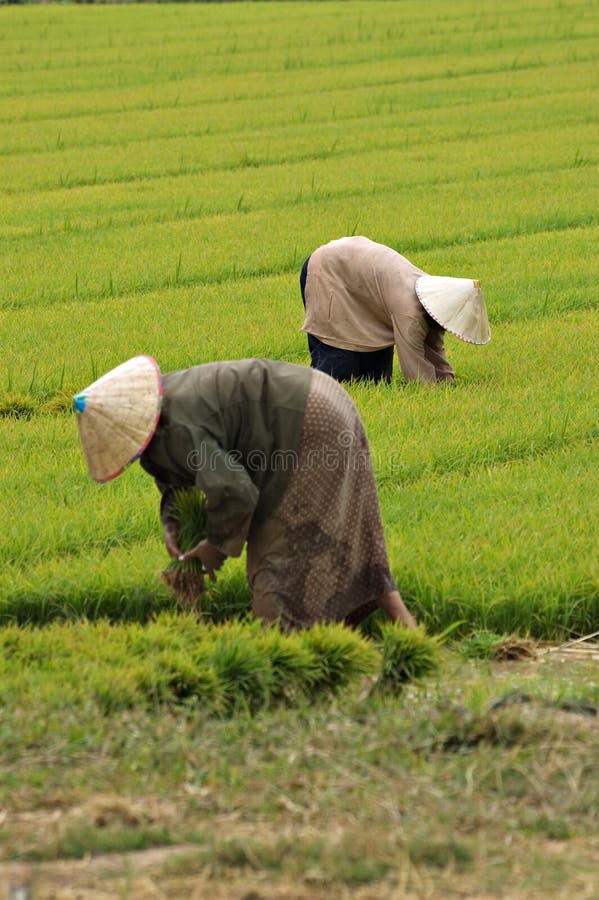 Les Fermiers S'approchent De Vientiane, Laos Photo stock - Image du ...