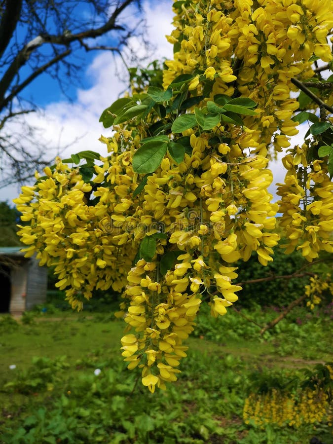 Les fleurs d'un laburnum photo stock. Image du centrale - 249398844