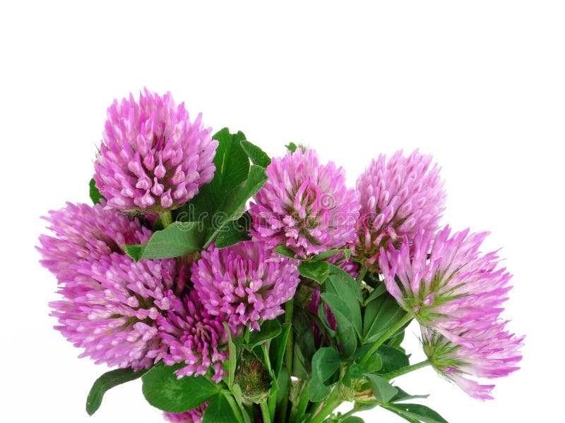 Fleurs De Trèfle Rose En Gros Plan Photo stock - Image du clair, herbal ...