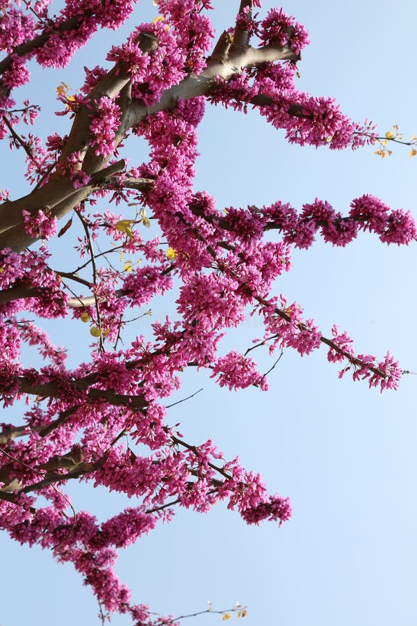 Les Fleurs Roses Ont Fleuri Au Printemps Image stock - Image du rose ...