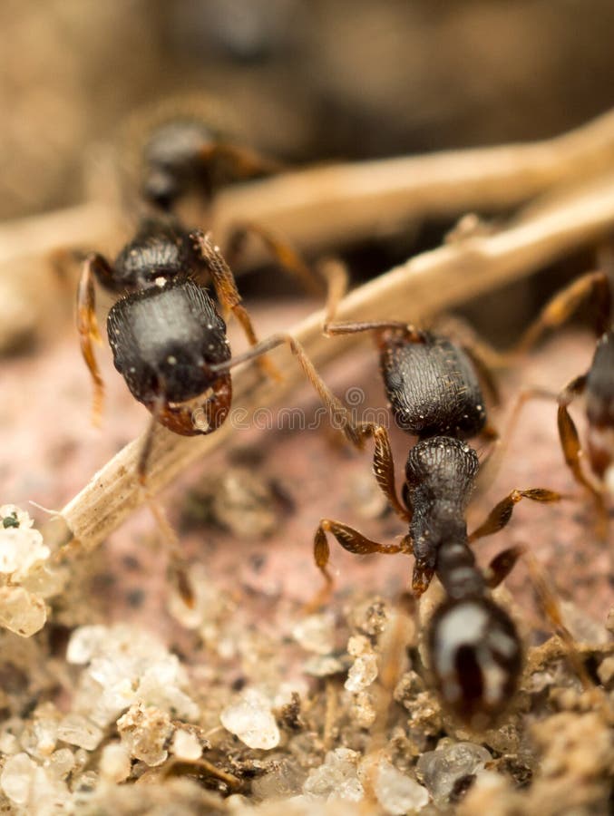 Les fourmis photo stock. Image du couples, fourmilière - 39916992