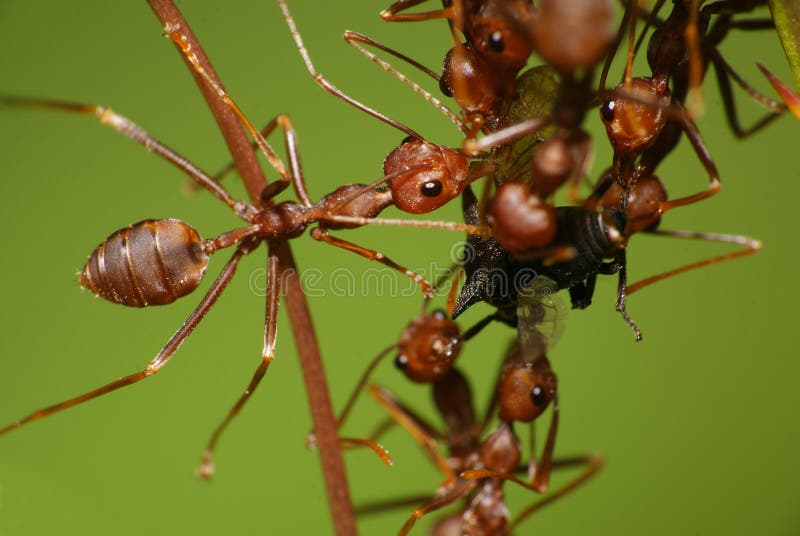 Les Fourmis Rouges De Tisserand Aident Ensemble Photo stock - Image of ...