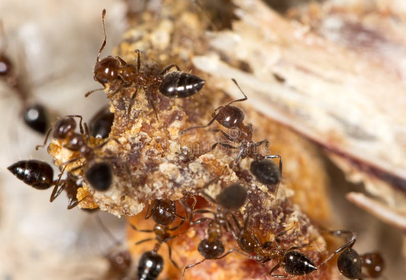 Les Fourmis Mangent Des Poissons Fin Image stock - Image du fourmis ...