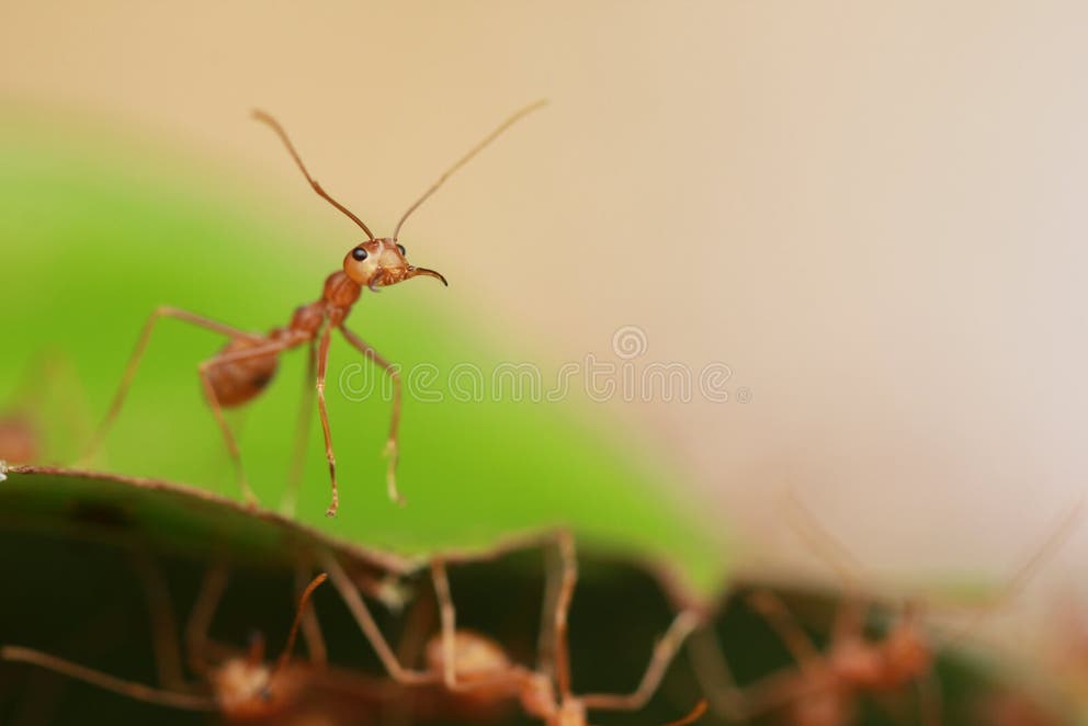 Les fourmis rouges image stock. Image du fermer, ouvrier - 87495233