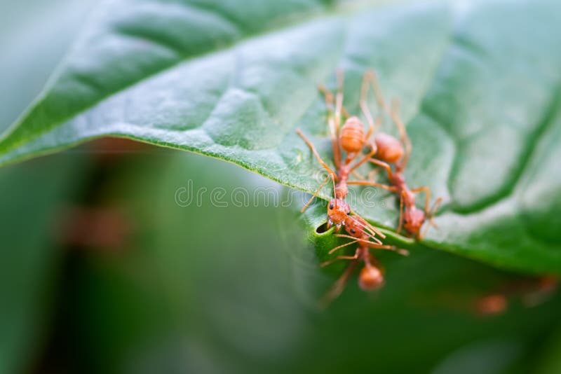 Les Fourmis Rouges Closeuse Construisent Leurs Nids Sur Les Feuilles ...