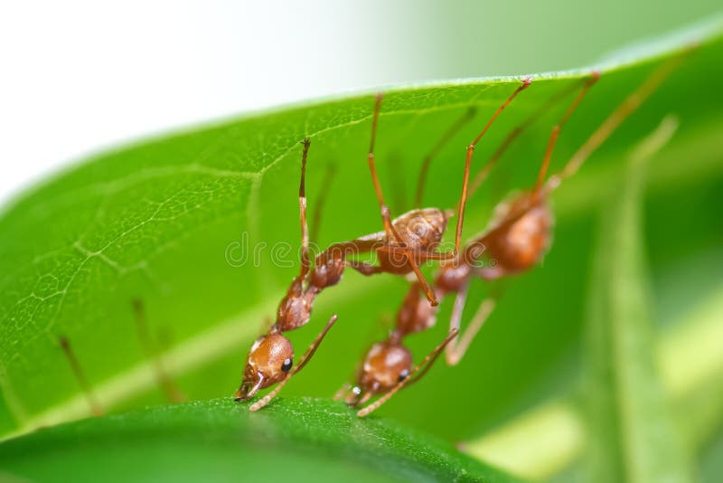 Les Fourmis Rouges Closeuse Construisent Leurs Nids Sur Les Feuilles ...