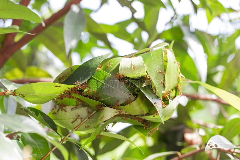 Les Fourmis Rouges Font Des Nids Photo stock - Image du créature ...