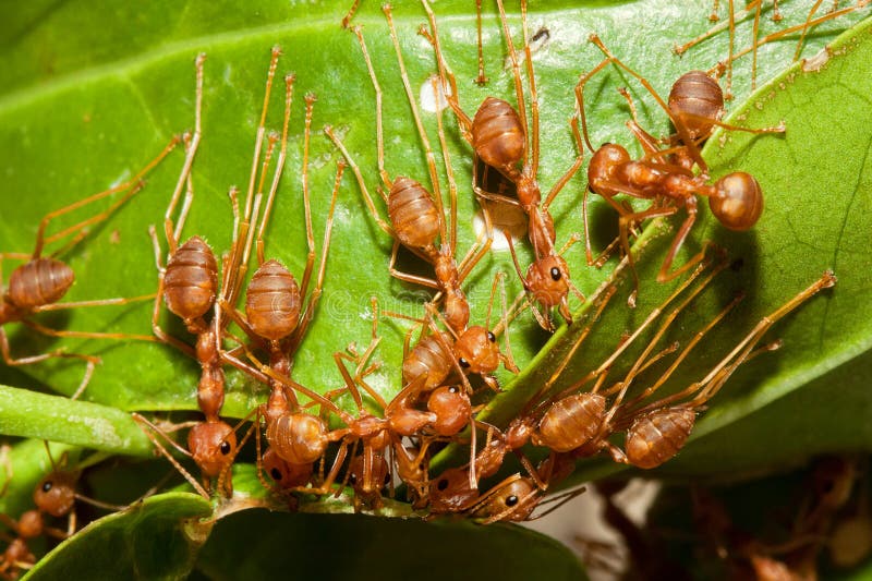 Les Fourmis Rouges Team Le Travail Photo stock - Image du nature ...