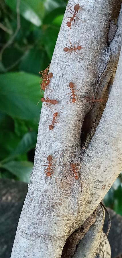 Les Fourmis Rouges Travaillent Photo stock - Image du brindille, bois ...