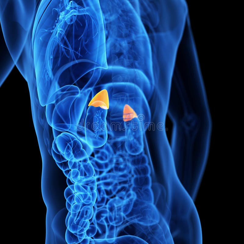 Les glandes surrénales illustration stock. Illustration du dessin ...