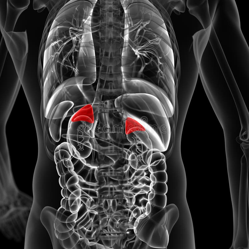 Équipe Les Glandes Surrénales Illustration Stock - Illustration du ...