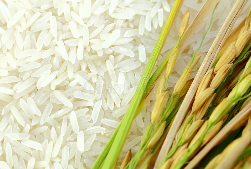 Les Grains Du Riz, Oreille De Riz Sur Le Fond Blanc Image stock - Image ...