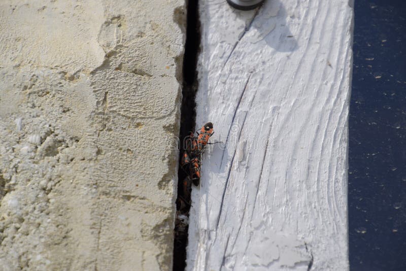 Les insectes de rouge image stock. Image du animaux, durée - 90078211