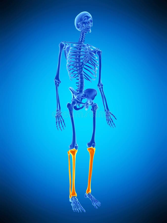Os des jambes illustration stock. Illustration du science - 34164328