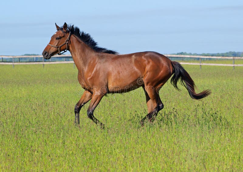 Les Jeunes Galops De Cheval De Baie Image stock - Image du pâturage ...