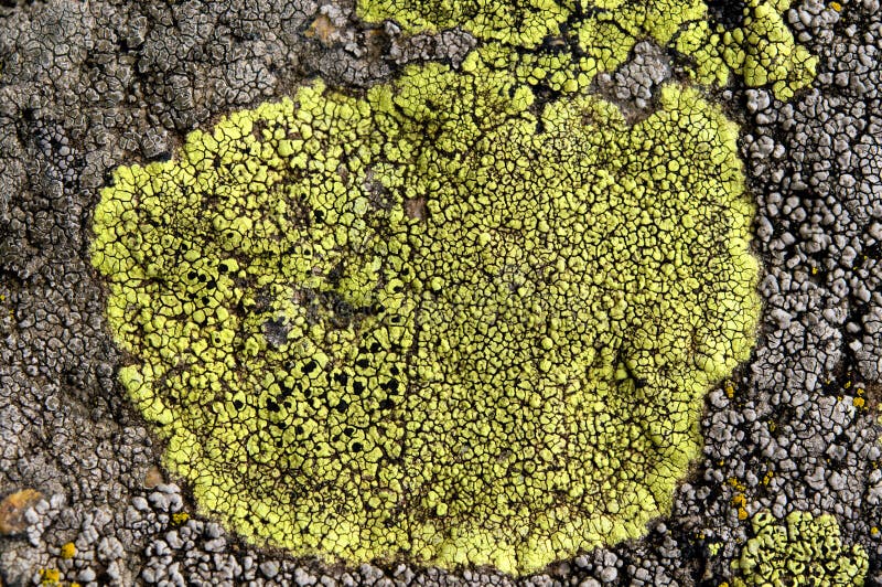 Les Lichens Sont Les Champignons Et Les Algues Symbiotiques Image stock ...