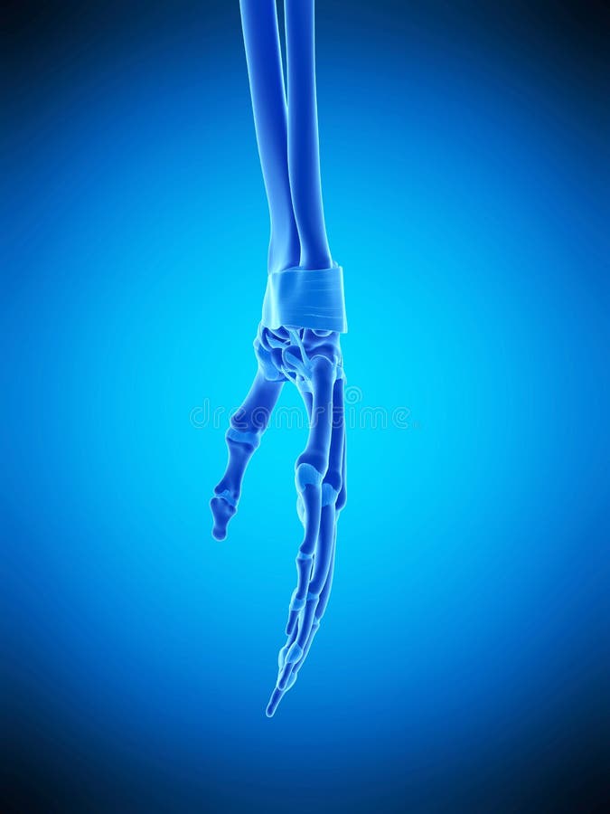 Les ligaments de main illustration stock. Illustration du bleu - 73210875