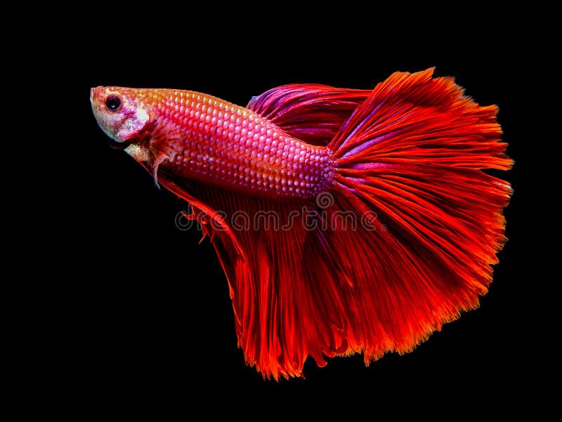 Les Macro Poissons De Combat Rouges Du Siam Nagent Photo stock - Image ...