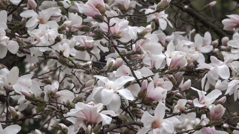 Les Magnolias Roses Fleurissent Admirablement Banque De Vidéos - Vidéo ...
