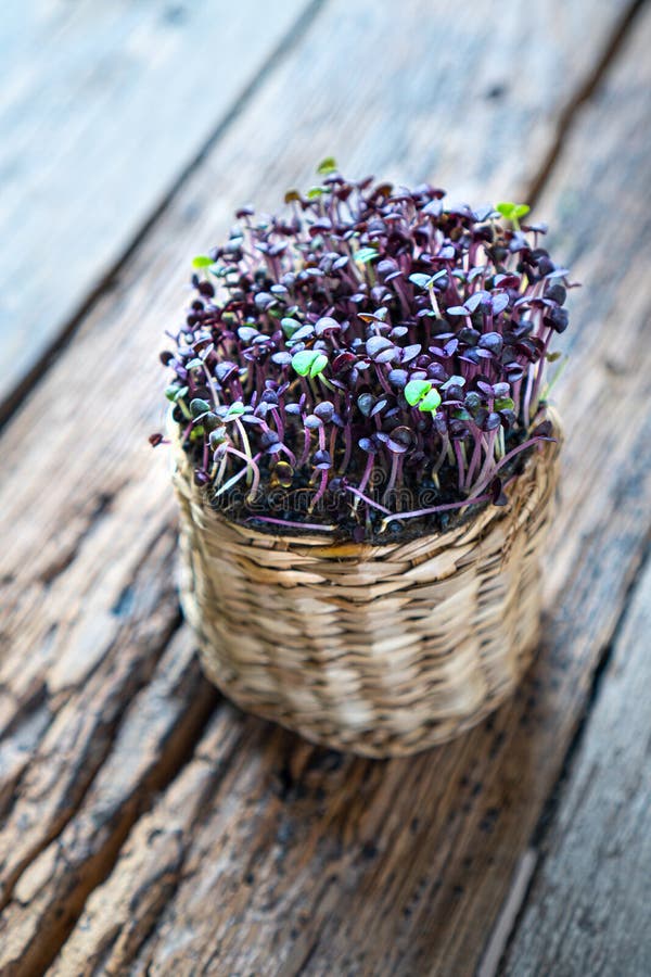 Les Microgreens Pousse Le Basilic Image stock - Image du nourriture ...