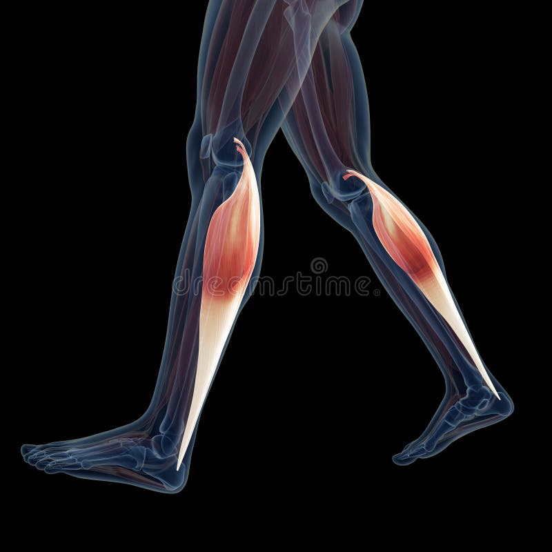 Les muscles de jambe illustration stock. Illustration du patte - 34164340