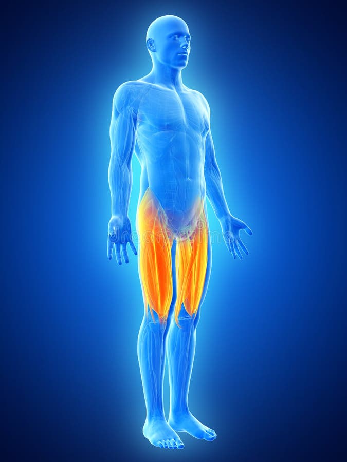 Les Muscles De Jambe De Stimulant Illustration Stock - Illustration du ...