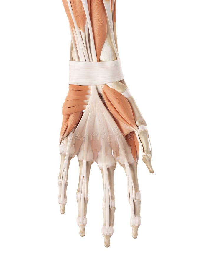 Les muscles de main illustration stock. Illustration du main - 56287019