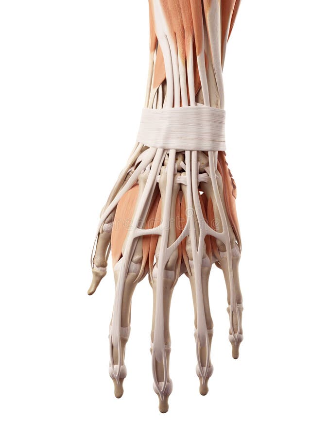 Les muscles de main illustration stock. Illustration du squelette ...