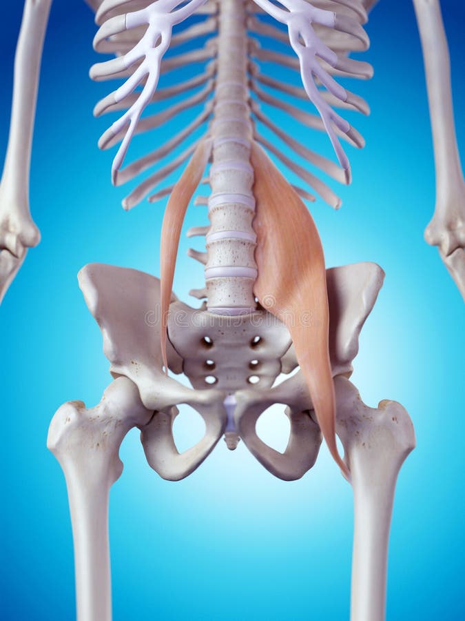 Les muscles de psoas illustration stock. Illustration du muscle - 57248285