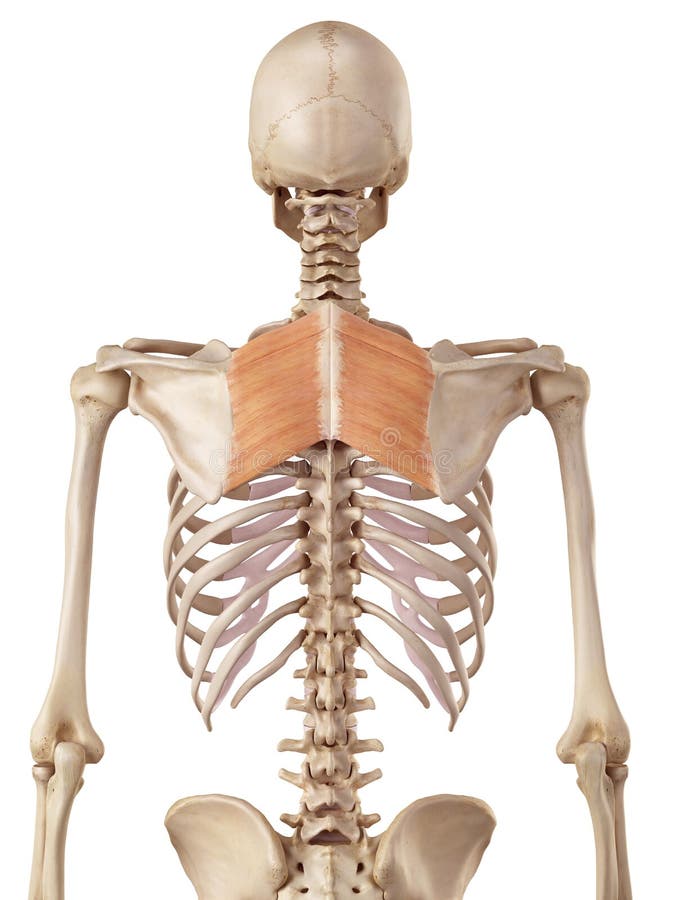 Les muscles de rhomboïde illustration stock. Illustration du ...