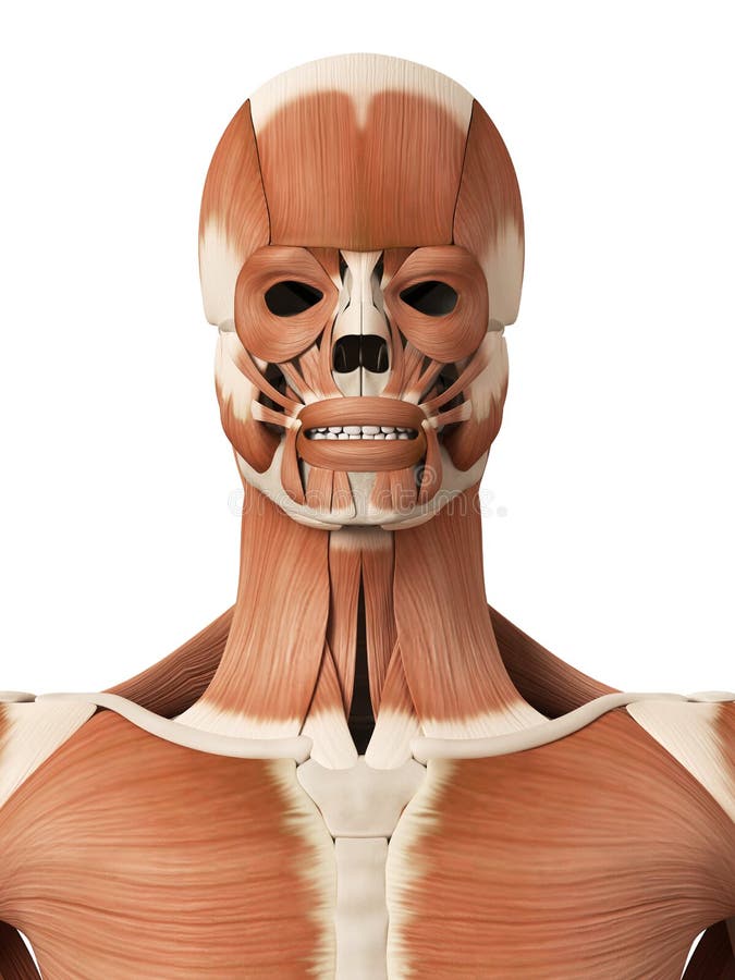 Les muscles de tête illustration stock. Illustration du antérieur ...