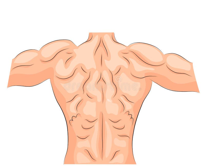 Les Muscles Du Dos Bodybuilder Illustration de Vecteur - Illustration ...