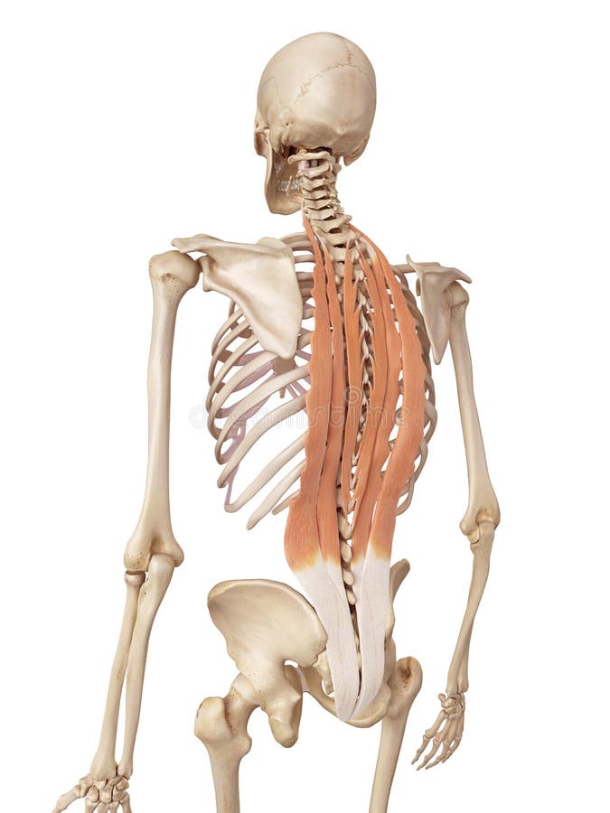 Les Muscles Du Dos Profonds Illustration Stock - Illustration du plaine ...