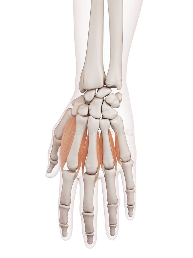 Les Muscles Interoosseous Dorsaux Illustration Stock - Illustration du ...