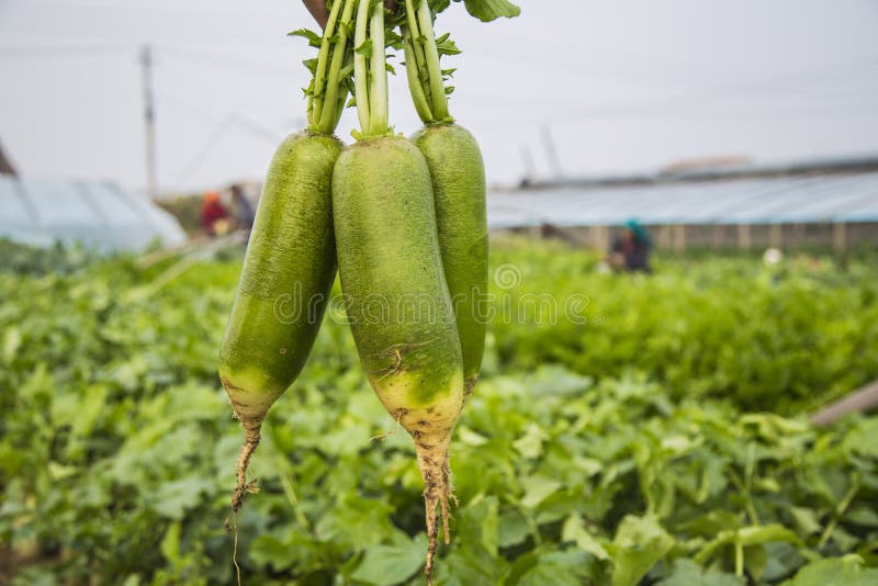 Les Navets Verts Dans Le Potager Photo stock - Image of ferme, fermer ...