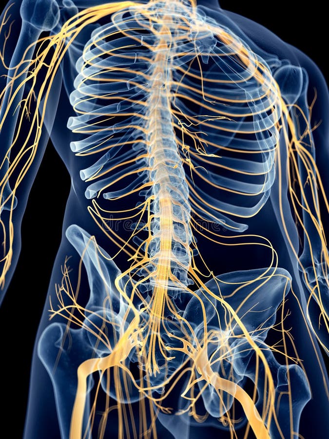 Les nerfs thoraciques illustration stock. Illustration du science ...