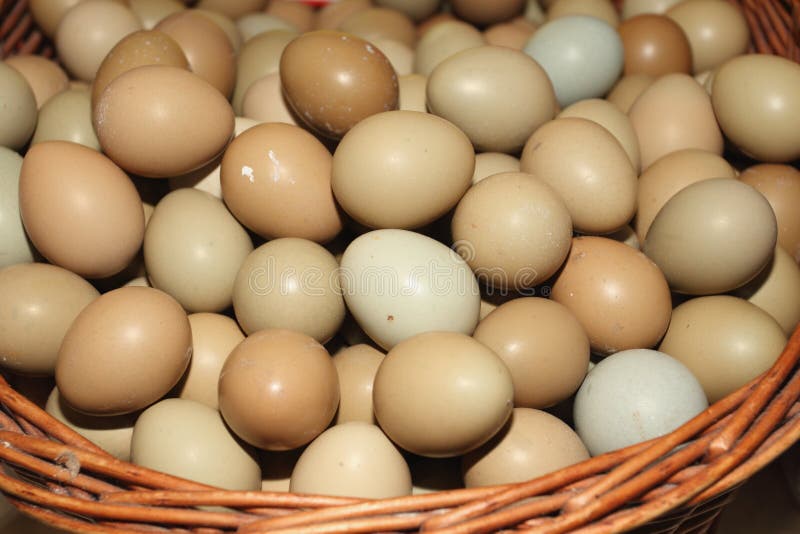 Les oeufs de faisan photo stock. Image du oeufs, petit - 45032958