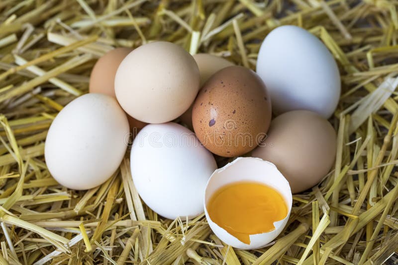 Les oeufs de poulet image stock. Image du oeufs, sain - 119951945