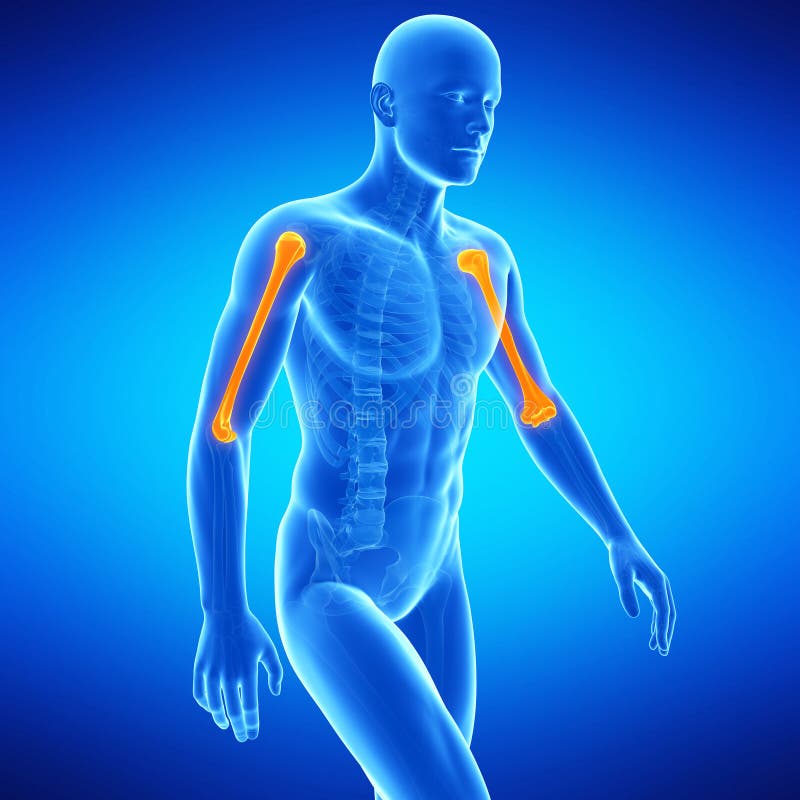 L'anatomie humaine de bras illustration stock. Illustration du santé ...