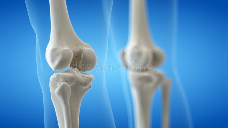Genou, os et articulation illustration stock. Illustration du isolement ...