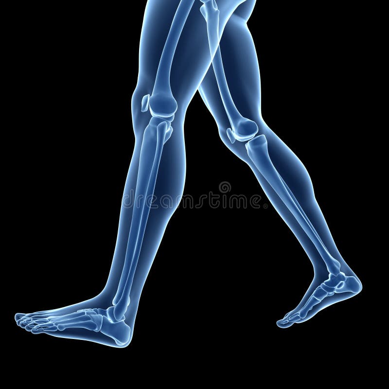 Anatomie des os de jambe illustration stock. Illustration du ...