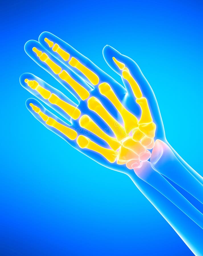 Les os de main illustration stock. Illustration du postérieur - 56651257